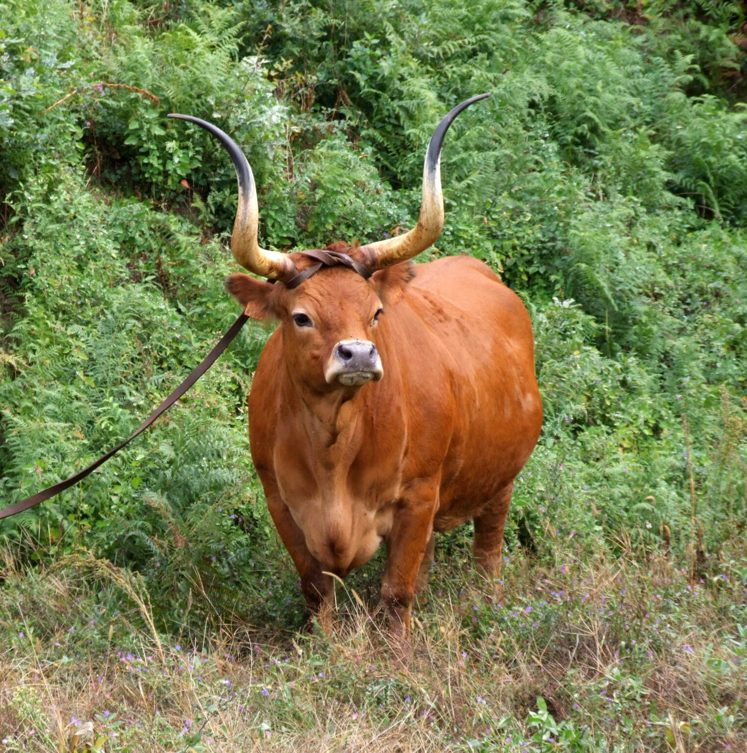 Galeria Bovina Barrosã – DGAV