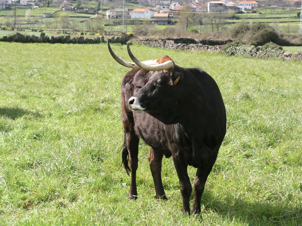 Galeria Bovina Maronesa – DGAV