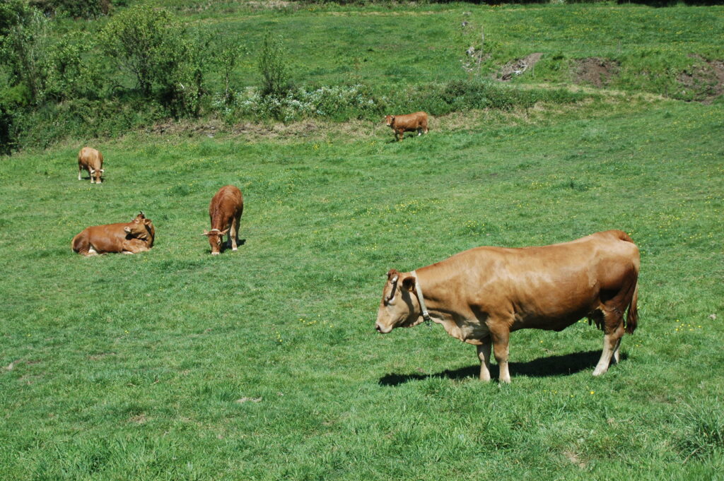 Galeria Bovina Minhota – DGAV
