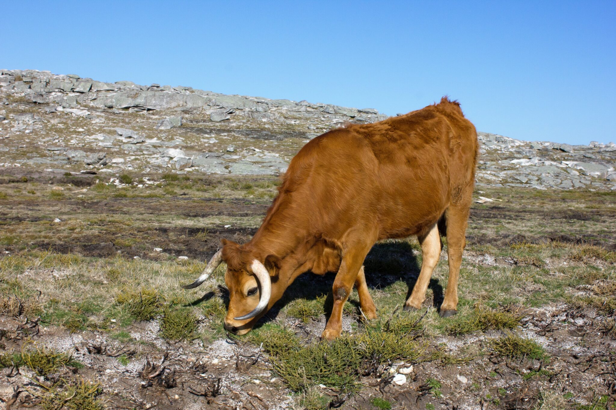 Galeria Bovina Arouquesa – DGAV