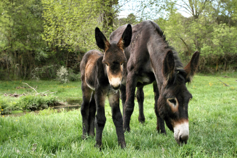 Burro de Miranda – DGAV