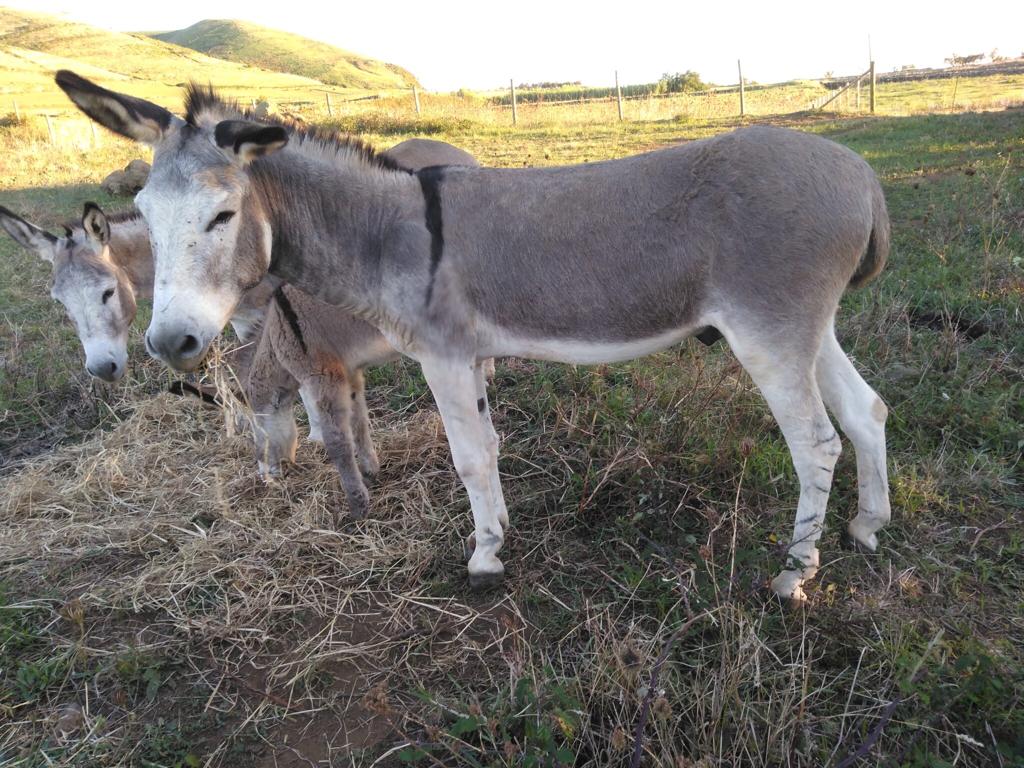 Galeria Multimédia – DGAV