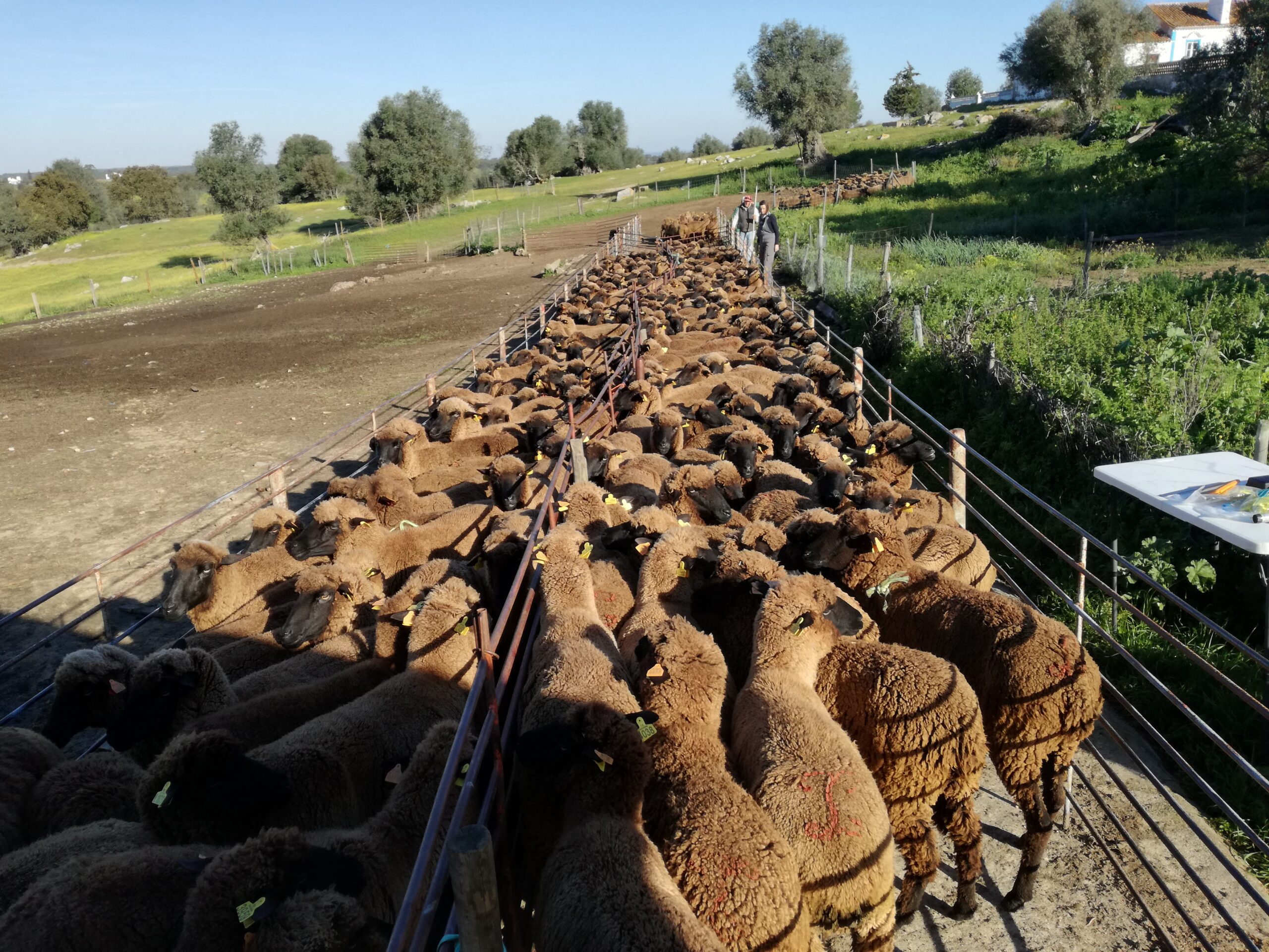 Galeria de fotografias – Ovinos – Merino-Preto – DGAV