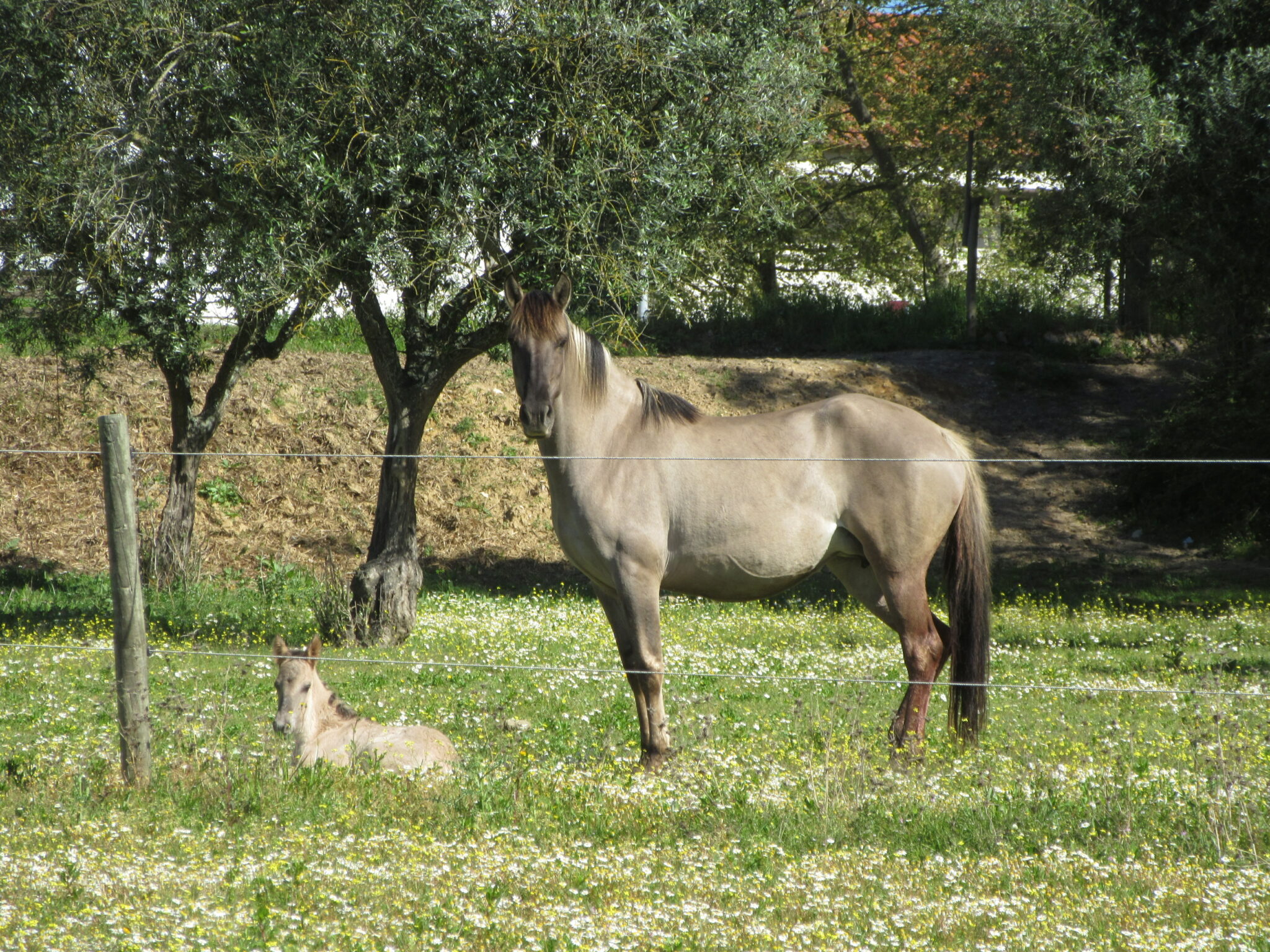 Galeria Cavalo Sorraia – DGAV