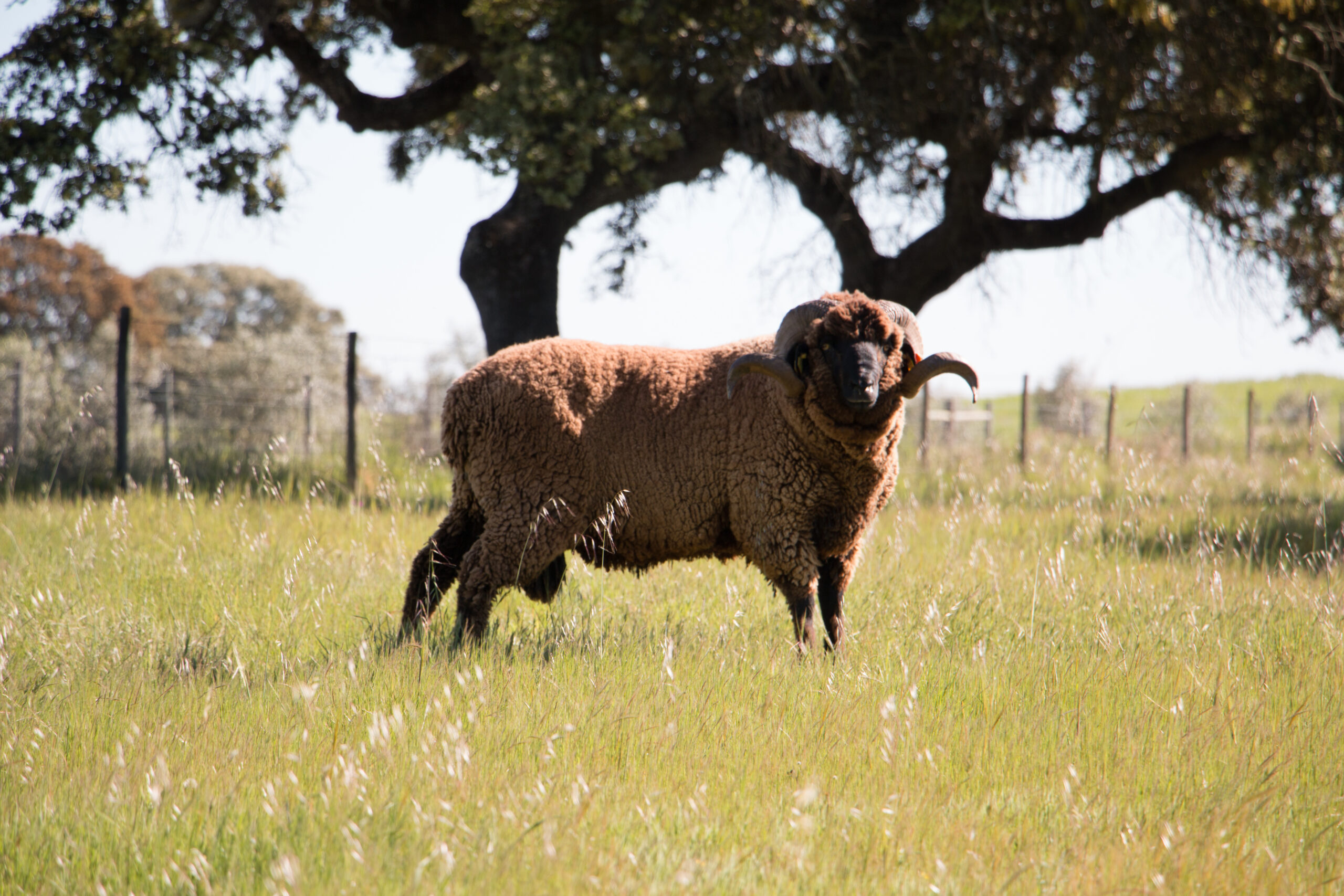 Galeria de fotografias – Ovinos – Merino-Preto – DGAV