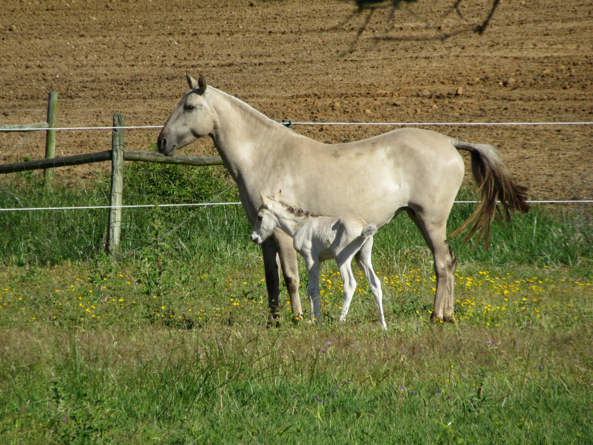 Galeria Cavalo Sorraia – DGAV