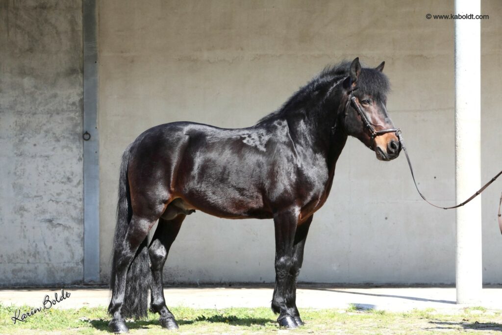 Galeria Cavalo Garrano – DGAV
