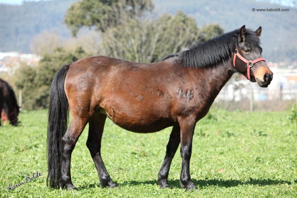 Galeria Cavalo Garrano – DGAV
