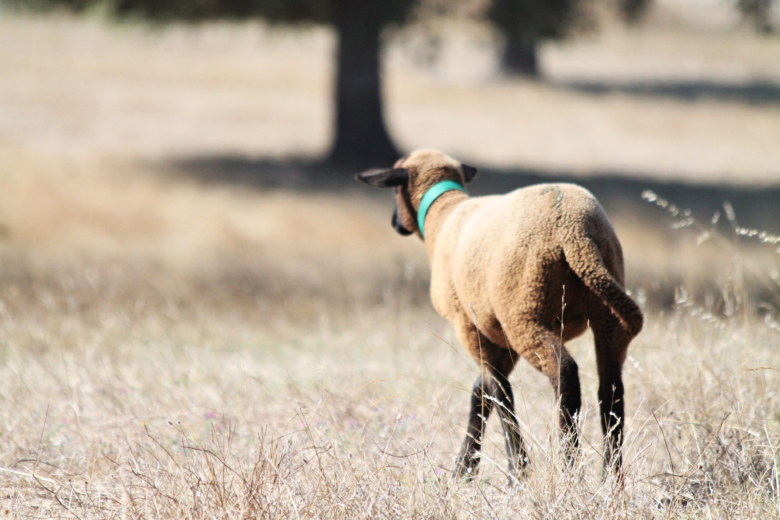 Galeria de fotografias – Ovinos – Merino-Preto – DGAV