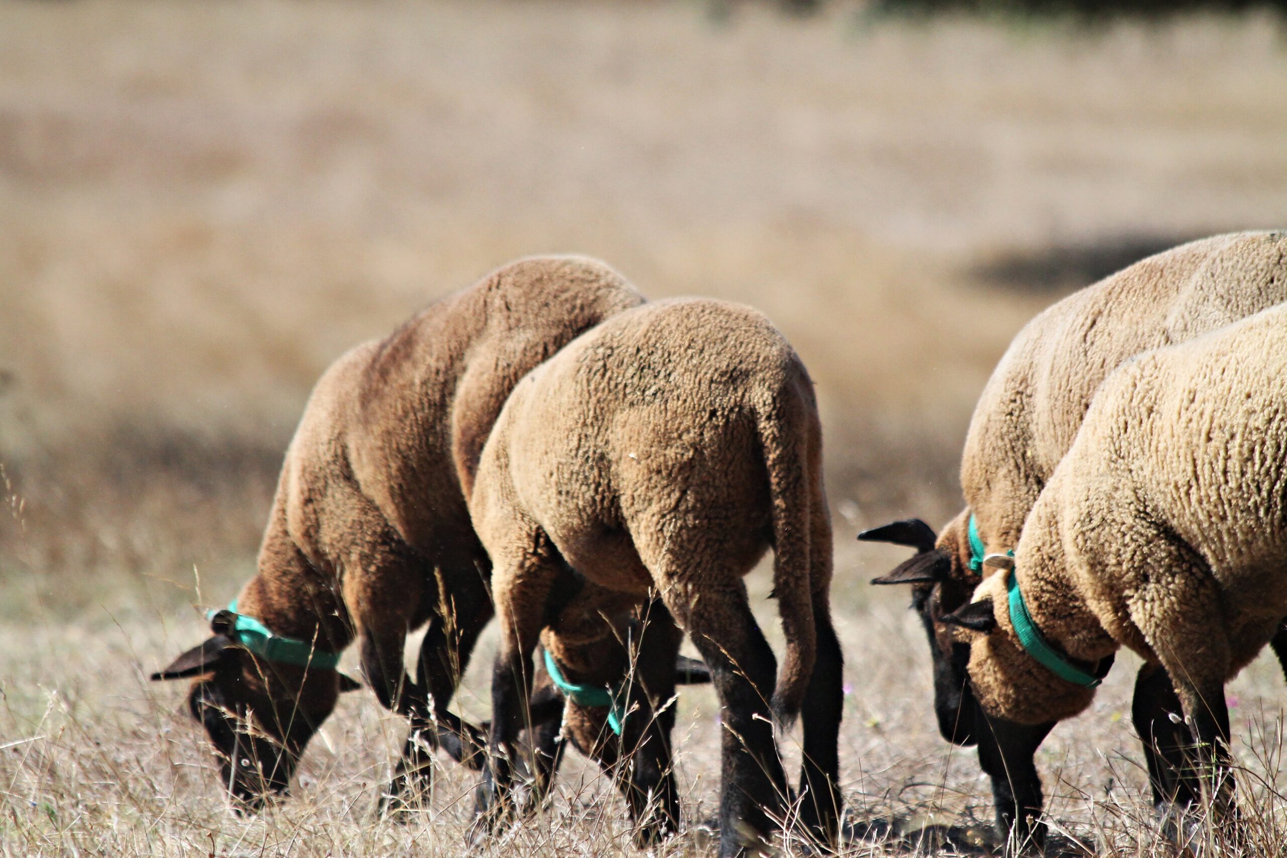 Galeria de fotografias – Ovinos – Merino-Preto – DGAV