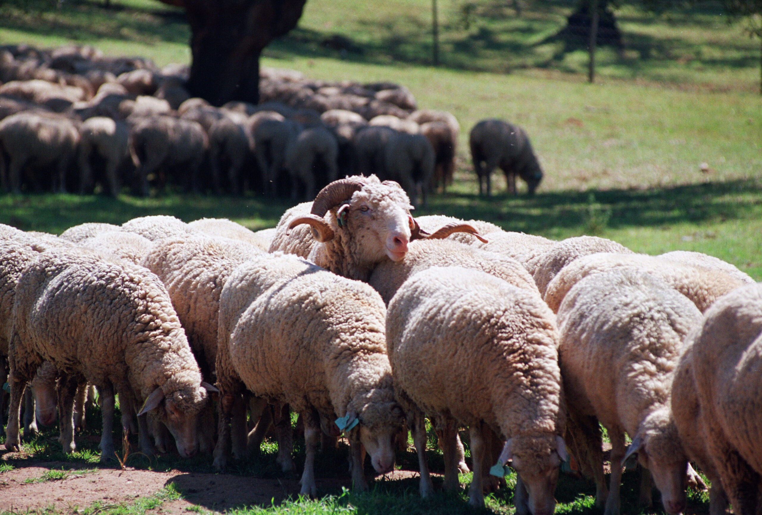 Galeria de fotografias – Ovinos – Merino-Branco – DGAV