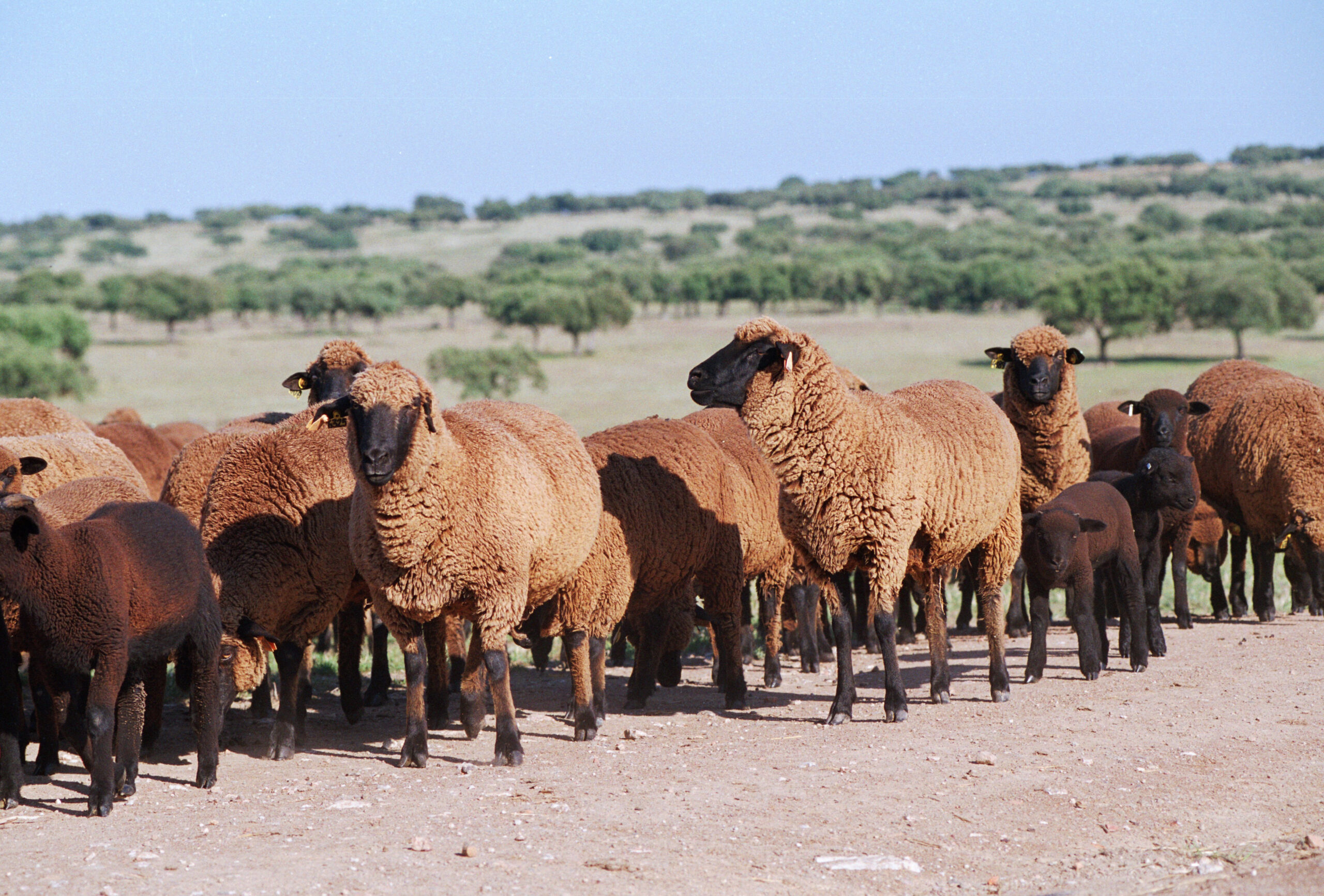 Galeria de fotografias – Ovinos – Merino-Preto – DGAV