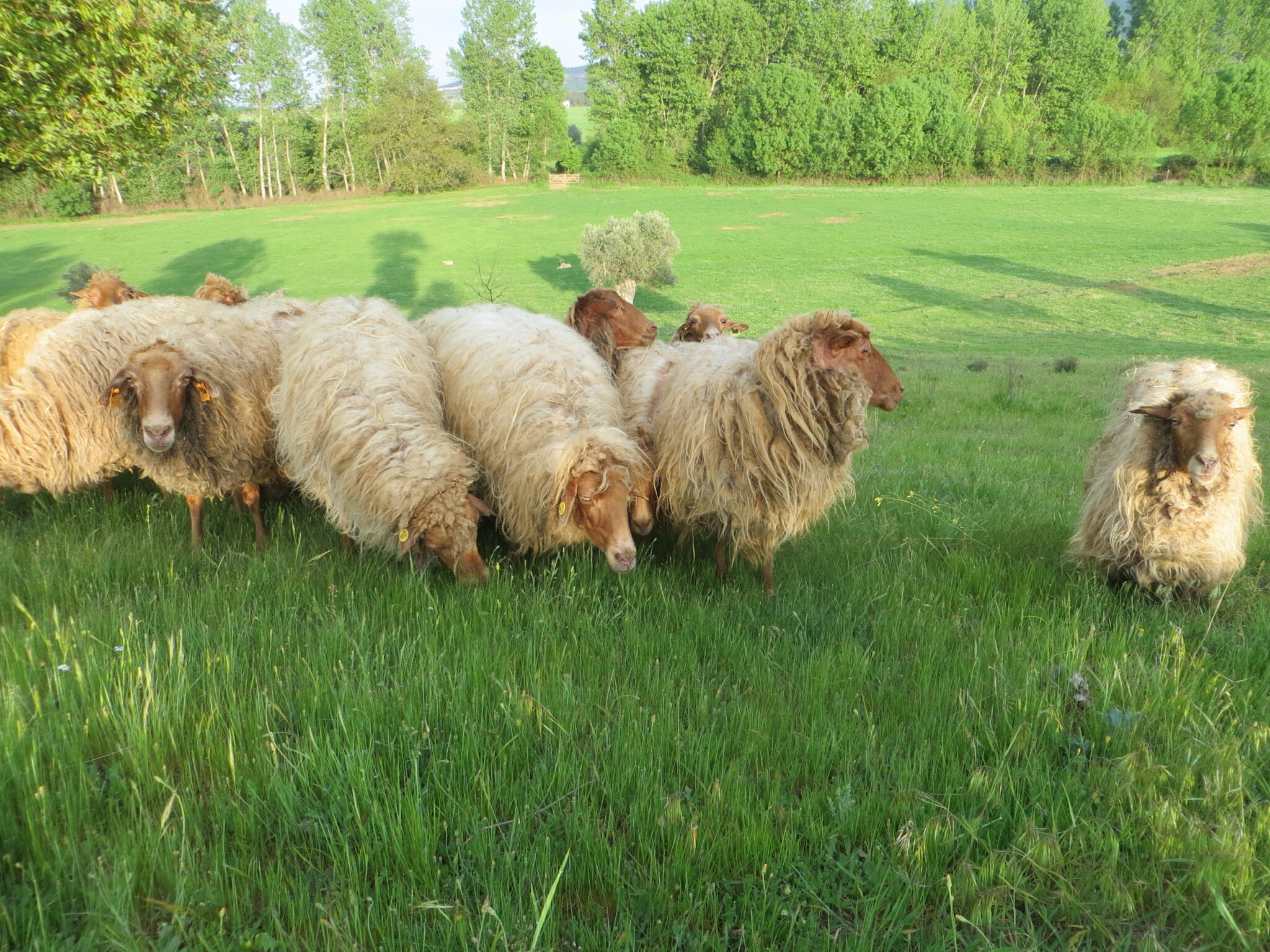 Churra Badana – DGAV