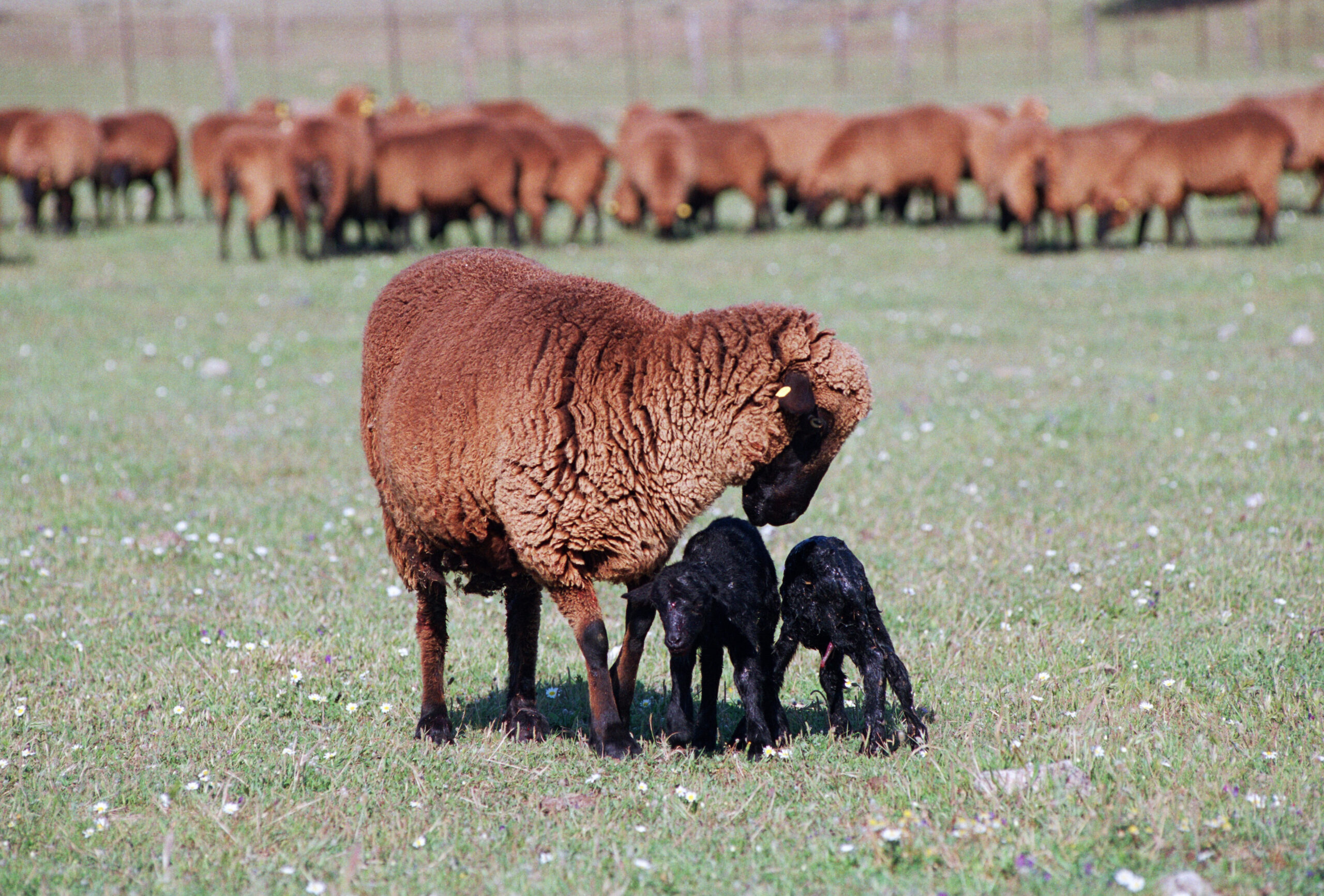 Galeria de fotografias – Ovinos – Merino-Preto – DGAV