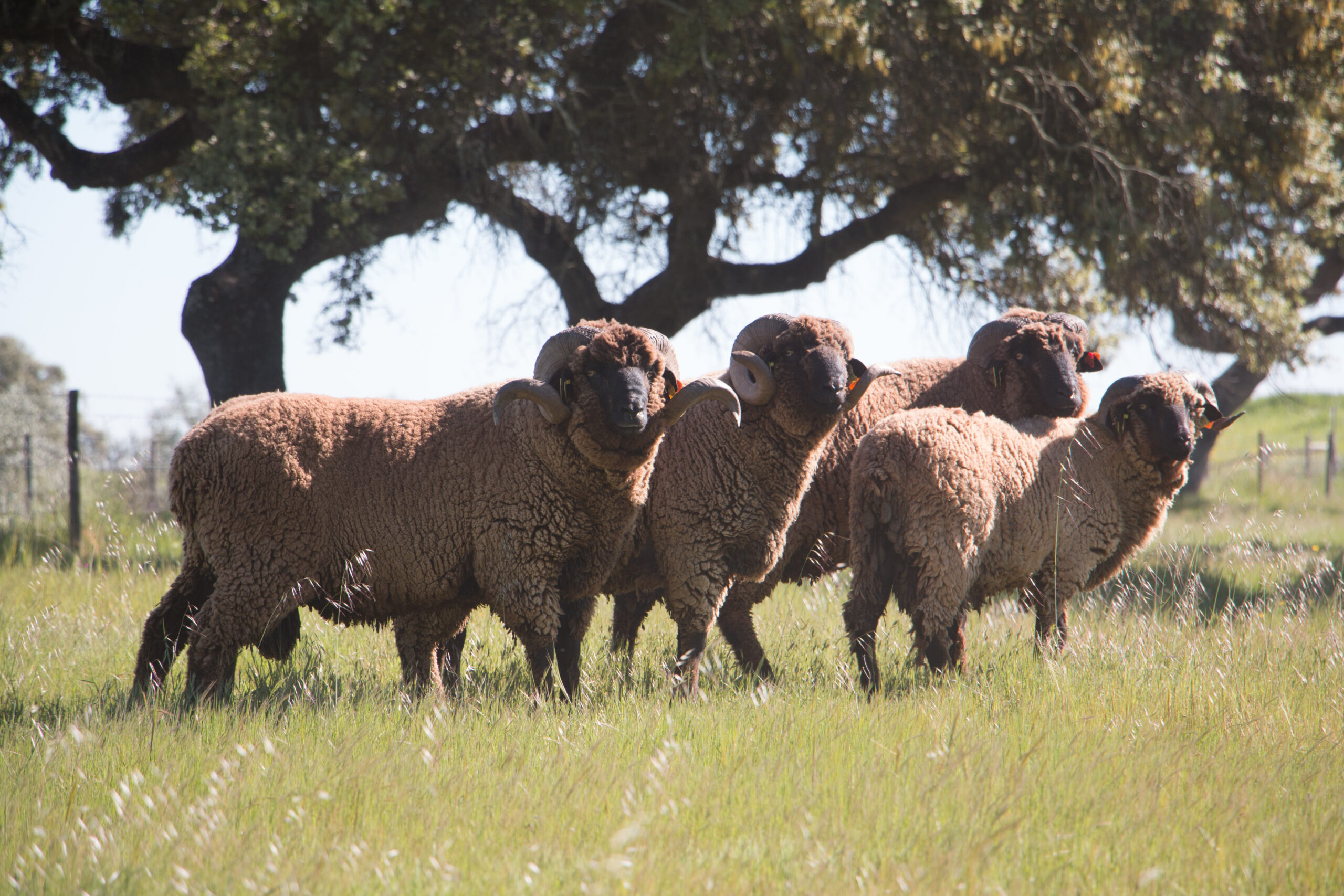 Galeria de fotografias – Ovinos – Merino-Preto – DGAV