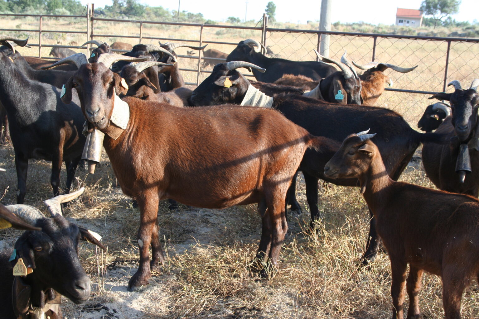 Galeria Caprina Charnequeira – DGAV