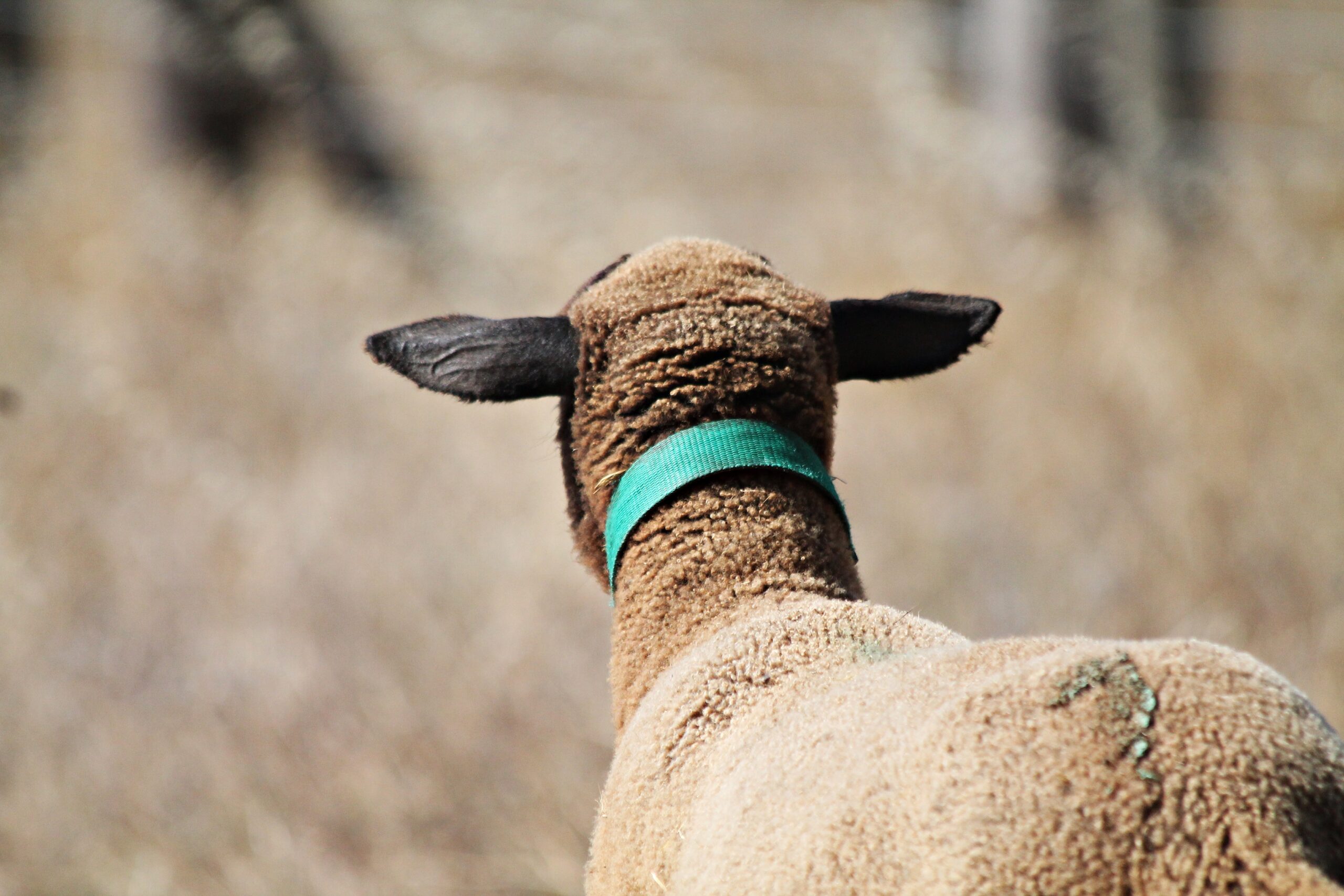 Galeria de fotografias – Ovinos – Merino-Preto – DGAV