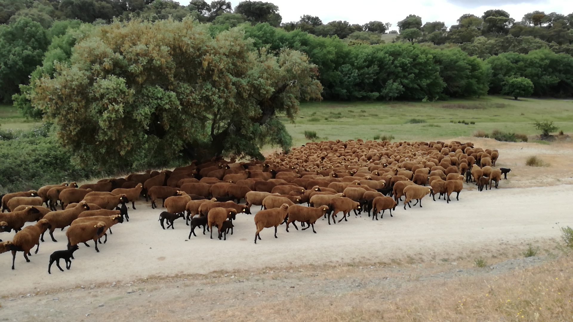 Galeria de fotografias – Ovinos – Merino-Preto – DGAV