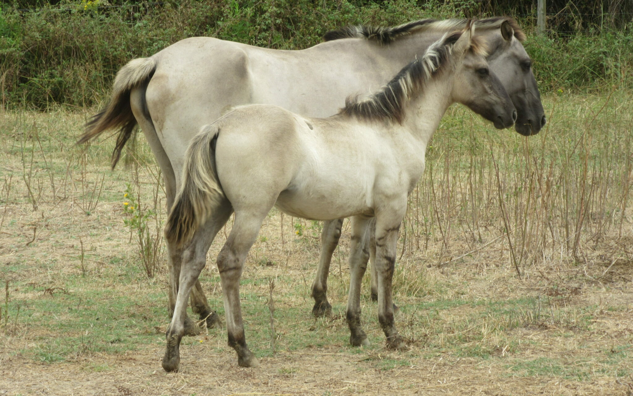 Galeria Cavalo Sorraia – DGAV