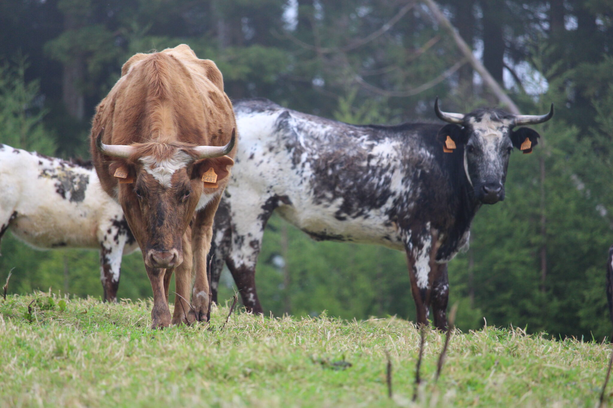 Galeria Catrina – DGAV